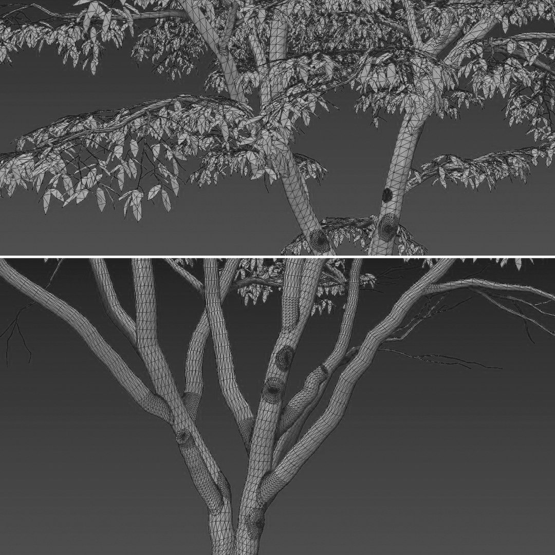 3D model Set of Pterocarya stenoptera or Chinese wingnut Tree- 2 Trees ...