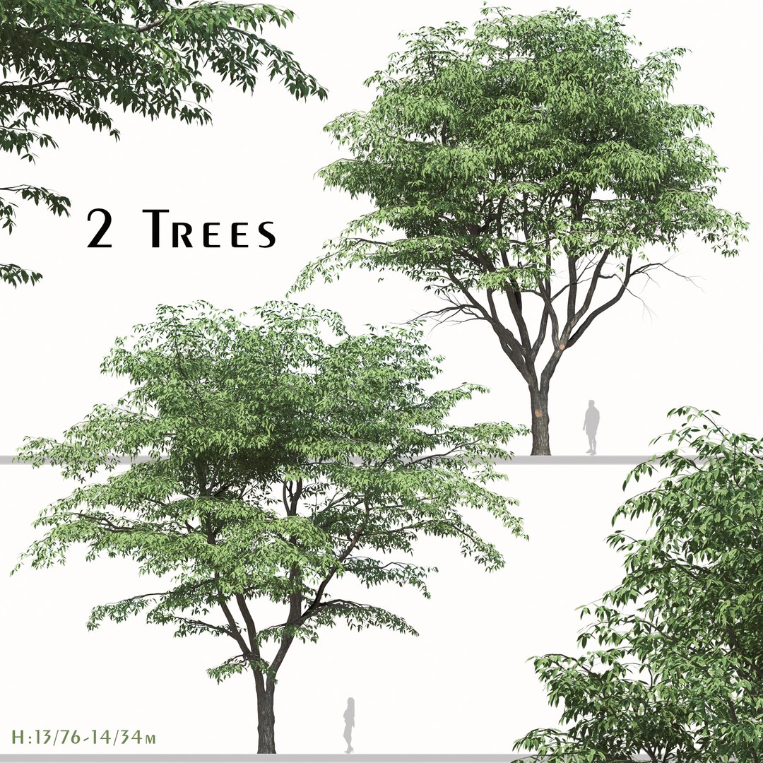 3D model Set of Pterocarya stenoptera or Chinese wingnut Tree- 2 Trees ...
