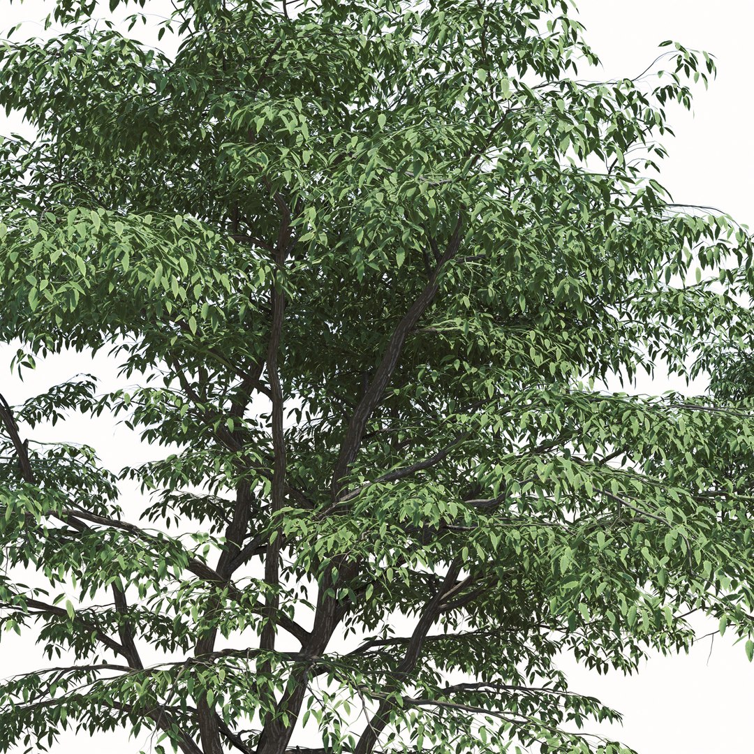 3D model Set of Pterocarya stenoptera or Chinese wingnut Tree- 2 Trees ...