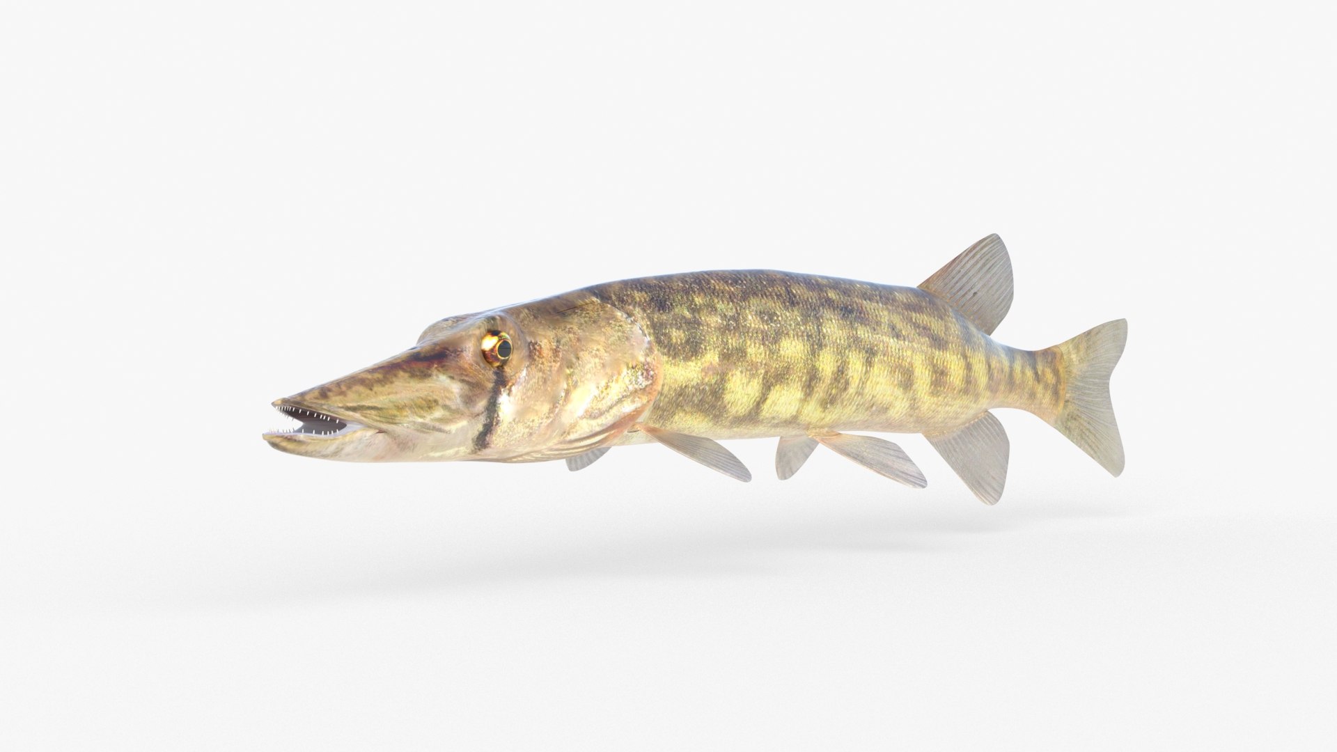 Juvenile American Pickerel 3D Model - TurboSquid 1843786