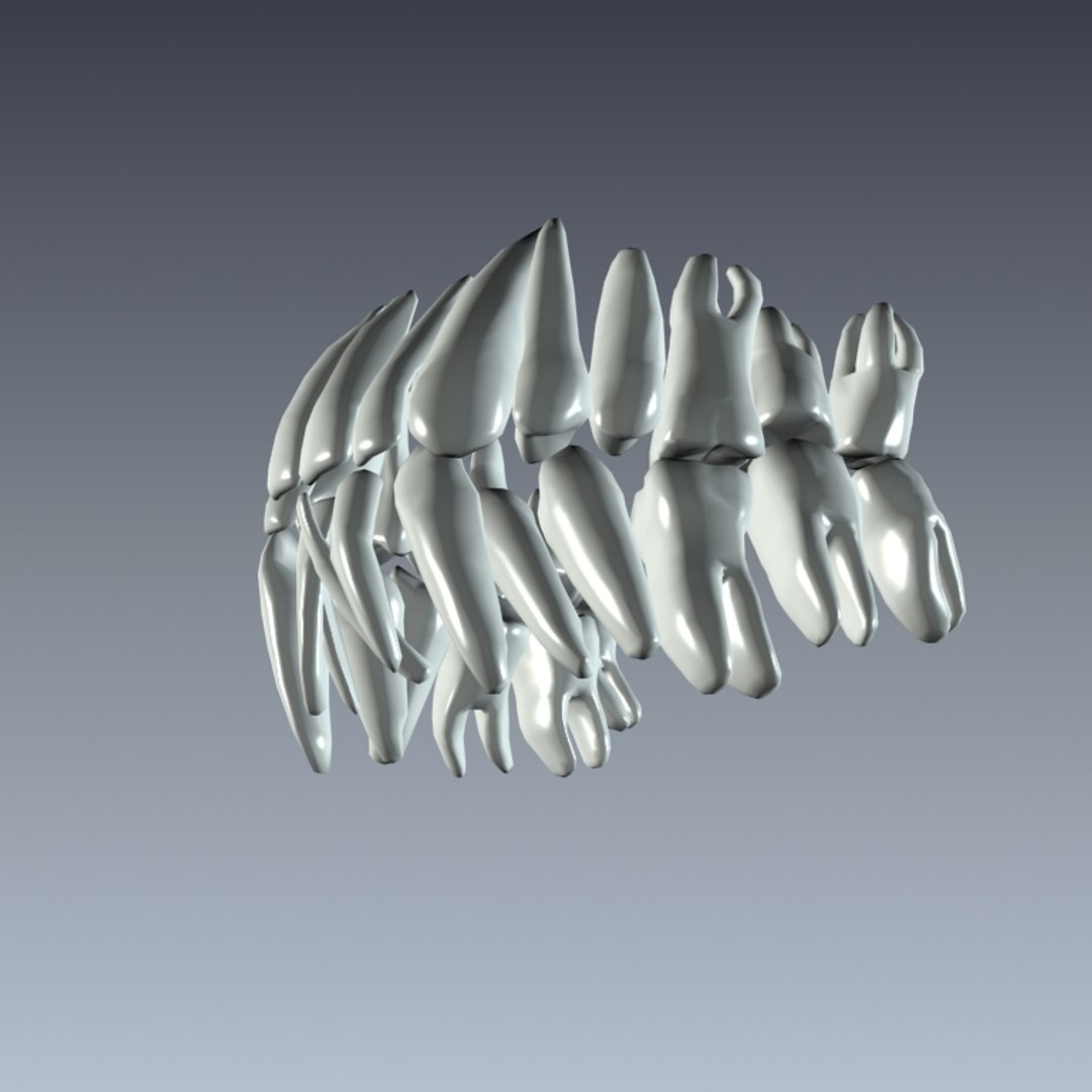 3d Model Universal Teeth Tooth