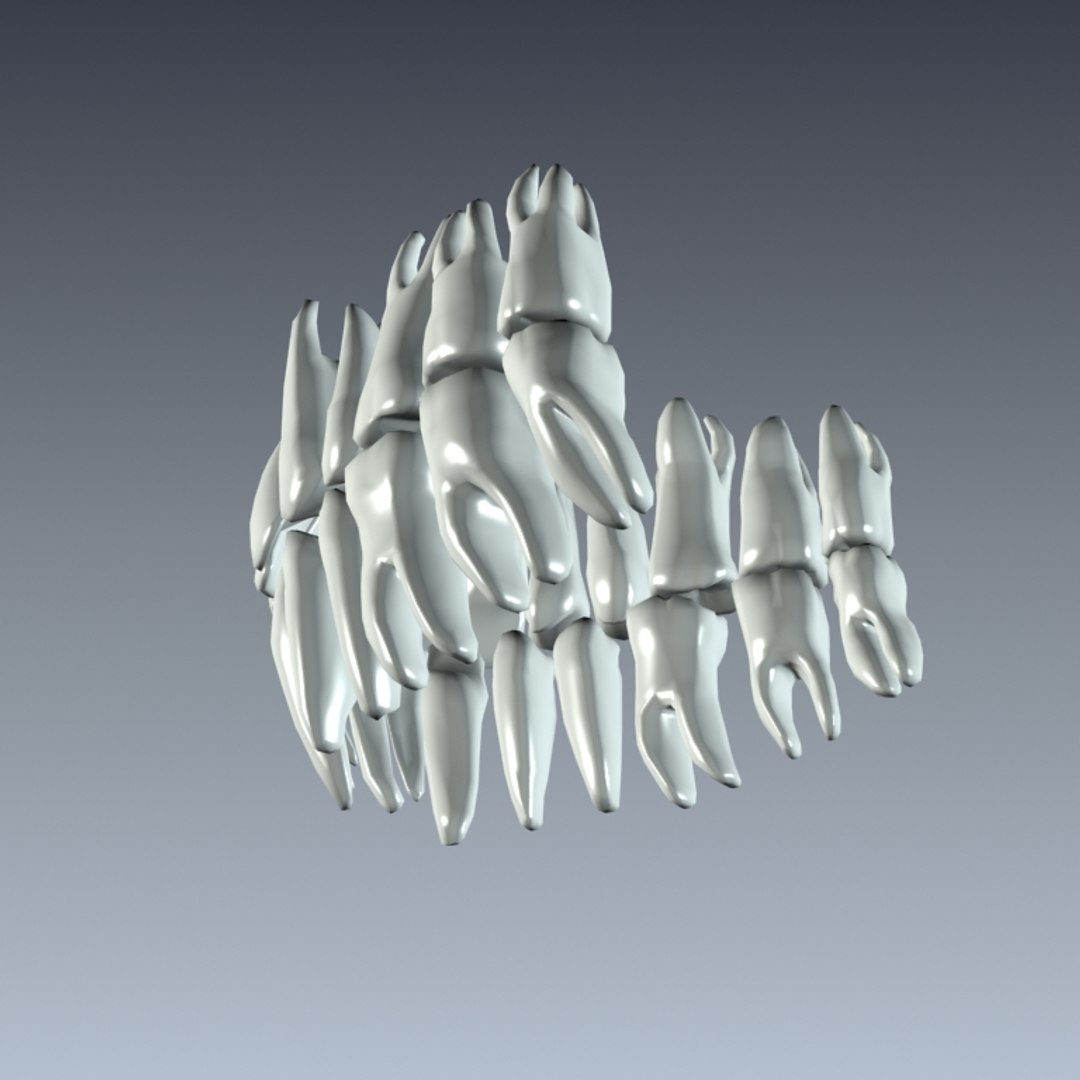 3d Model Universal Teeth Tooth