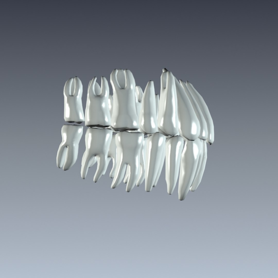 3d Model Universal Teeth Tooth