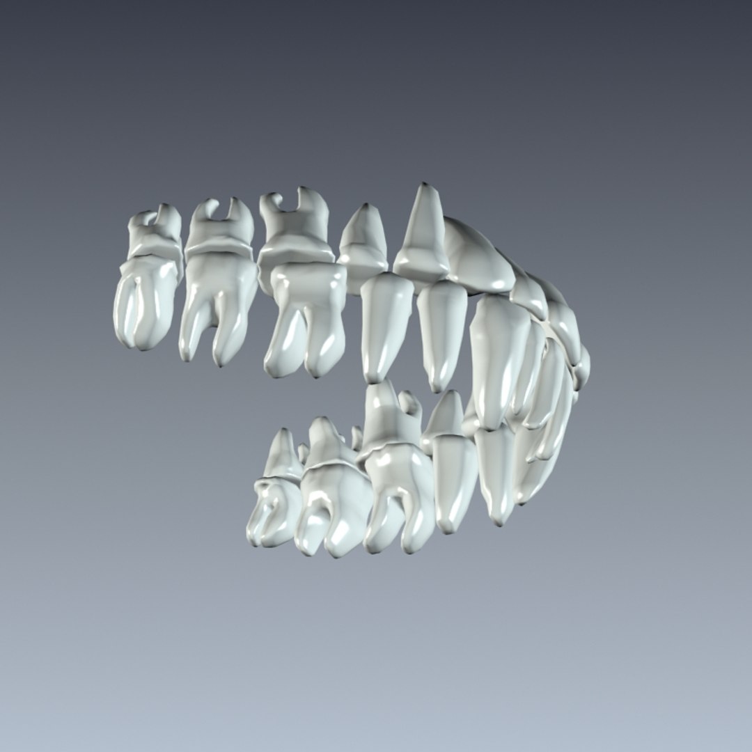 3d Model Universal Teeth Tooth