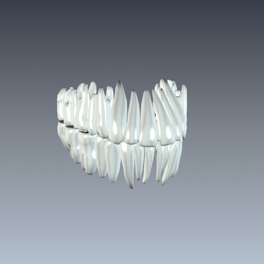 3d Model Universal Teeth Tooth