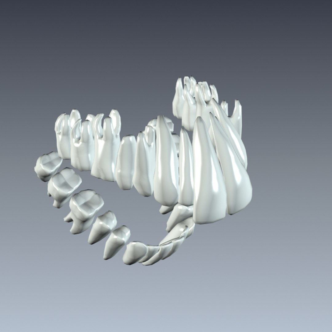 3d Model Universal Teeth Tooth