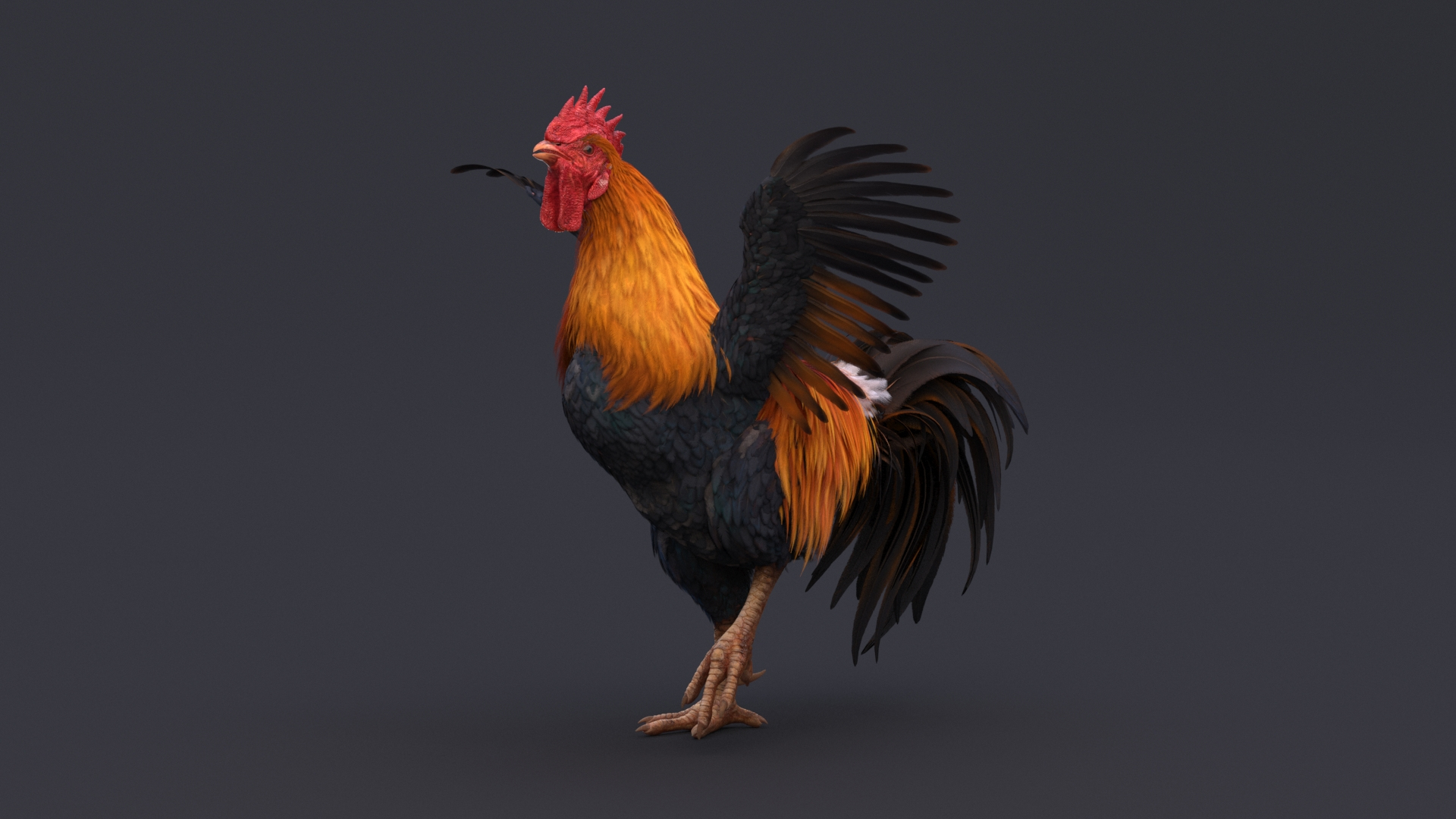 Rooster rigged 3D model - TurboSquid 1690722