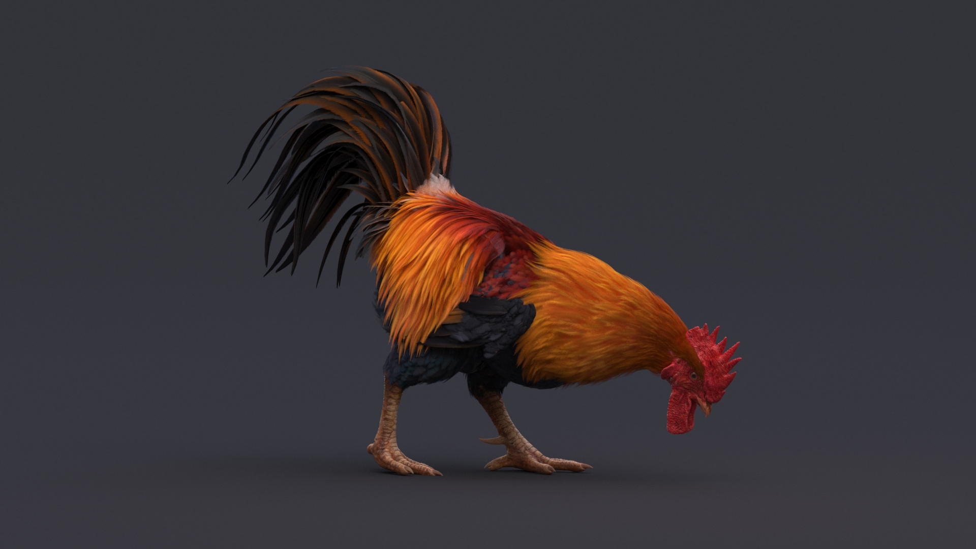 Rooster rigged 3D model - TurboSquid 1690722