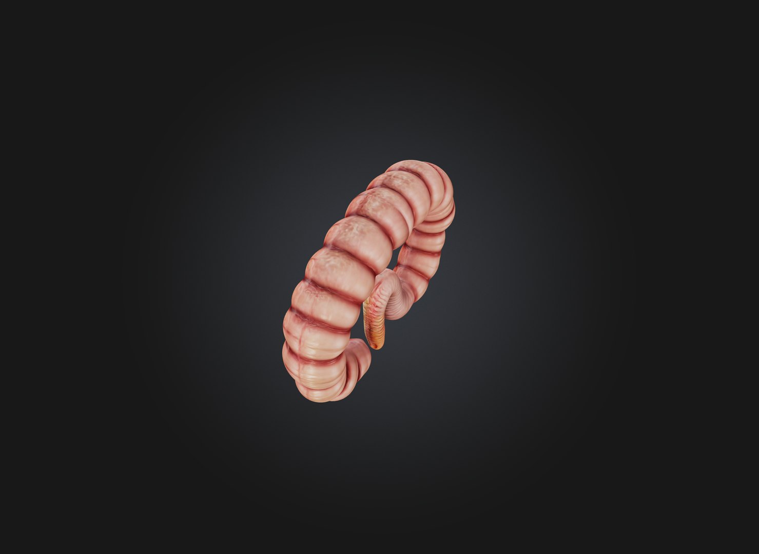 3D Small Intestine - TurboSquid 2288292