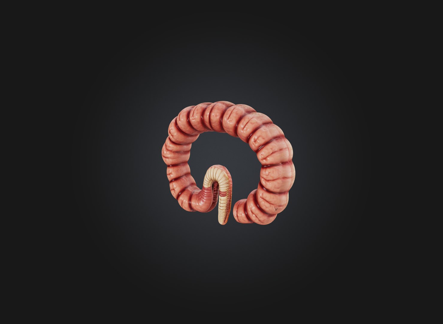3D Small Intestine - TurboSquid 2288292