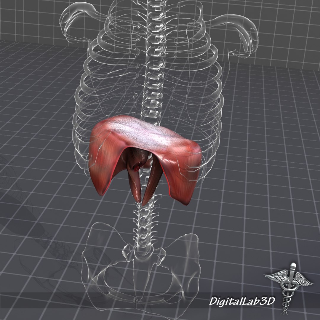 3d Human Diaphragm Model