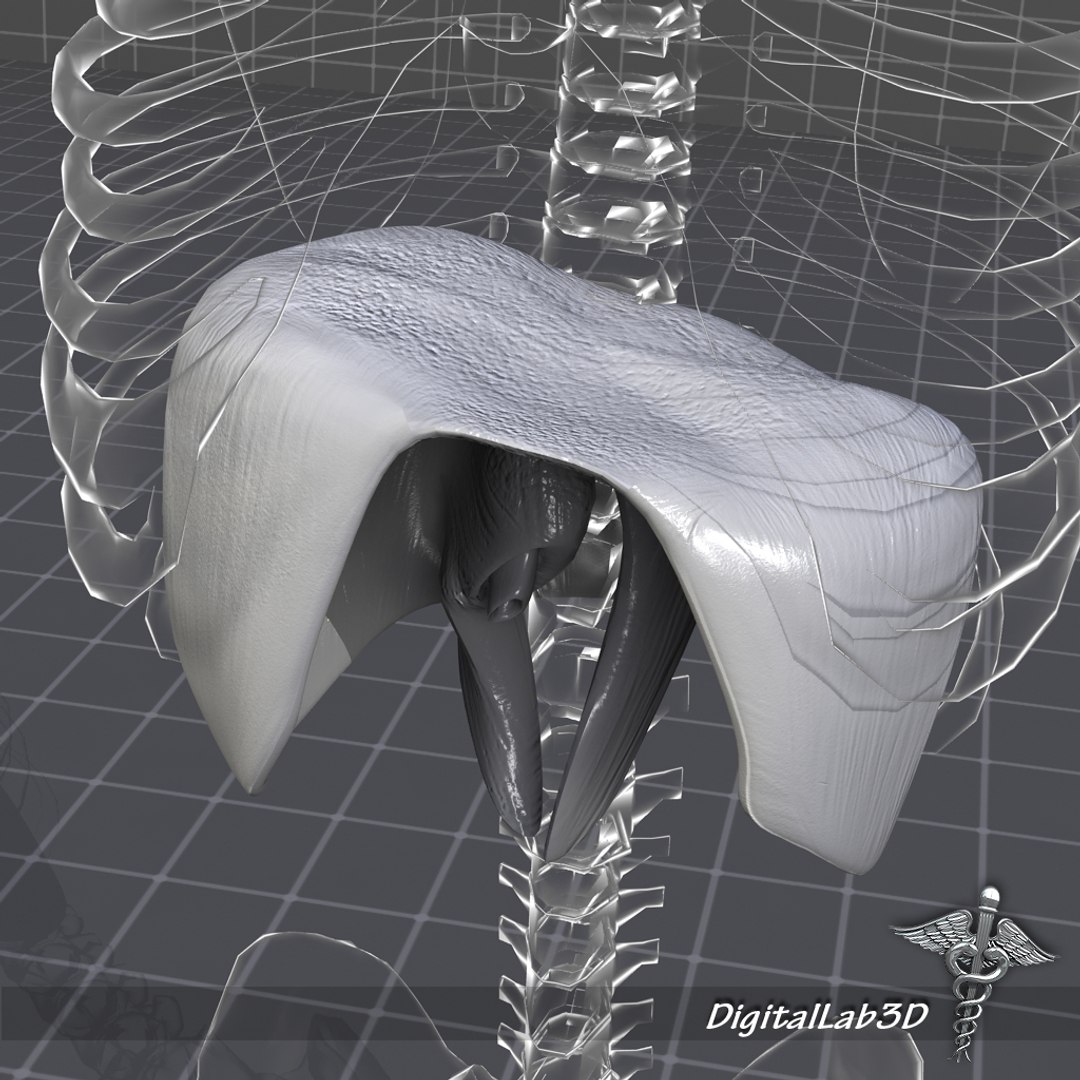 3d Human Diaphragm Model