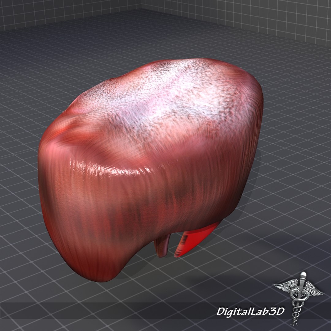 3d Human Diaphragm Model