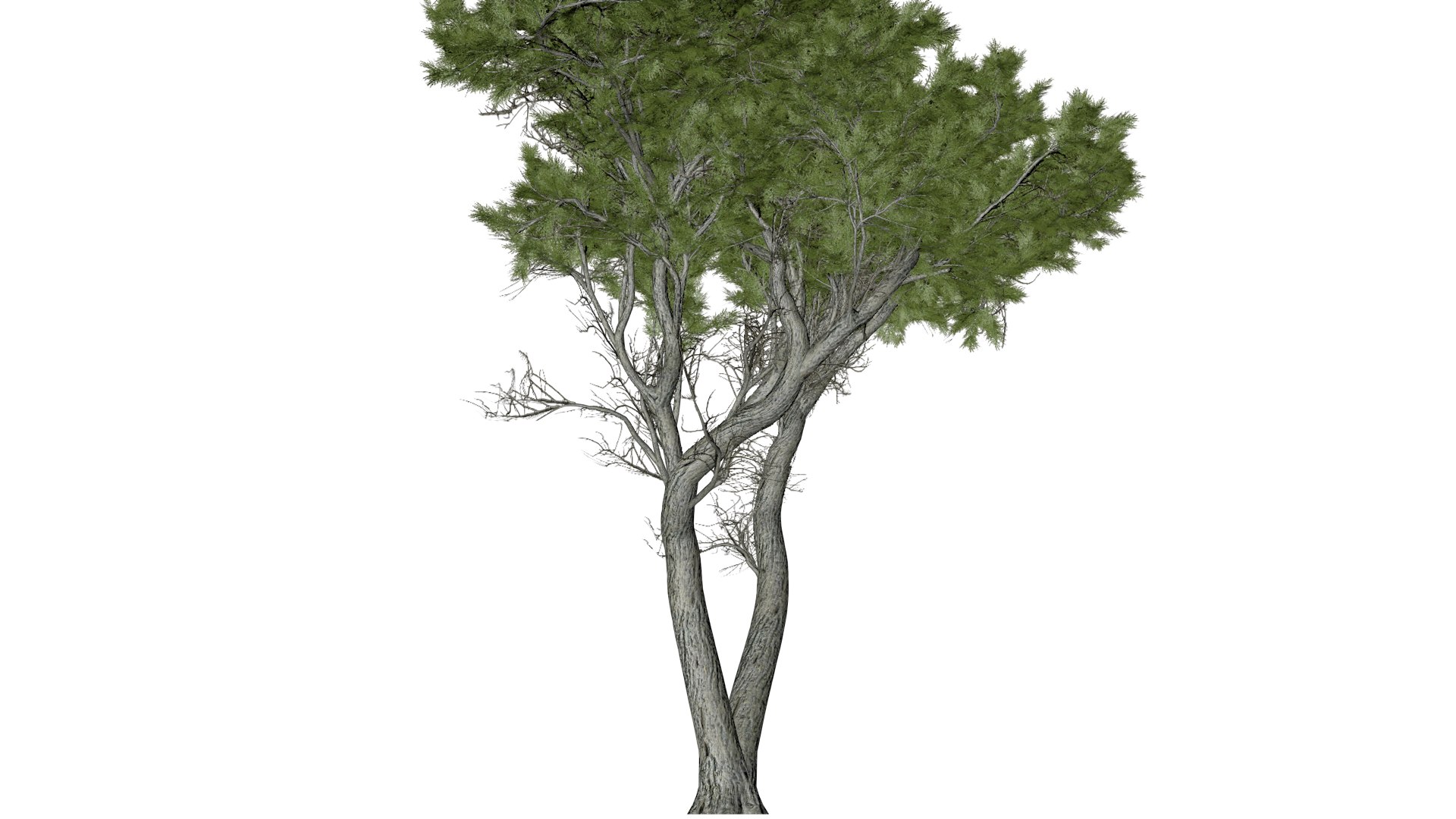 3D Model Monterey Cypress Tree - 09 - - TurboSquid 2373740