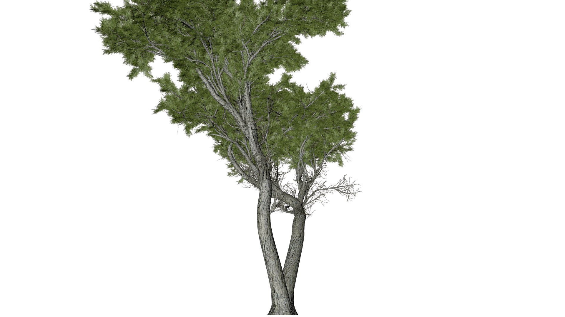 3D Model Monterey Cypress Tree - 09 - - TurboSquid 2373740