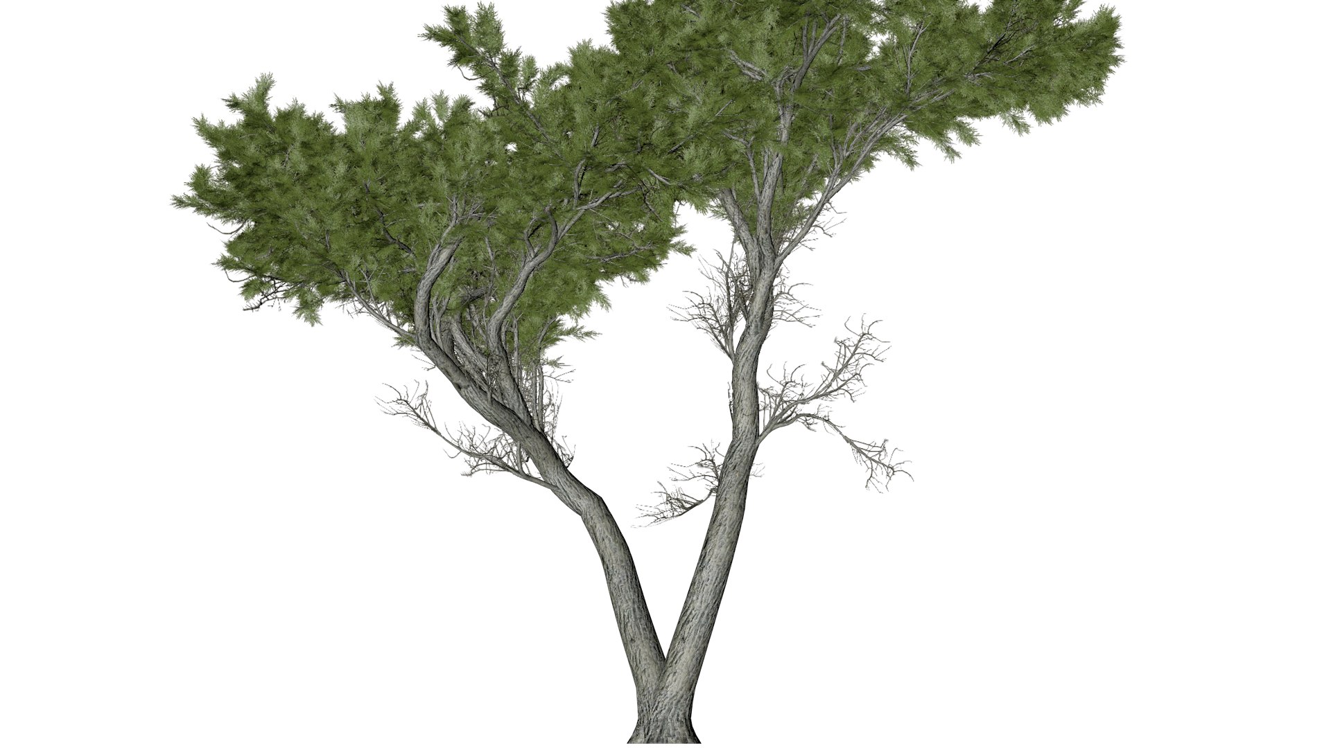 3D Model Monterey Cypress Tree - 09 - - TurboSquid 2373740