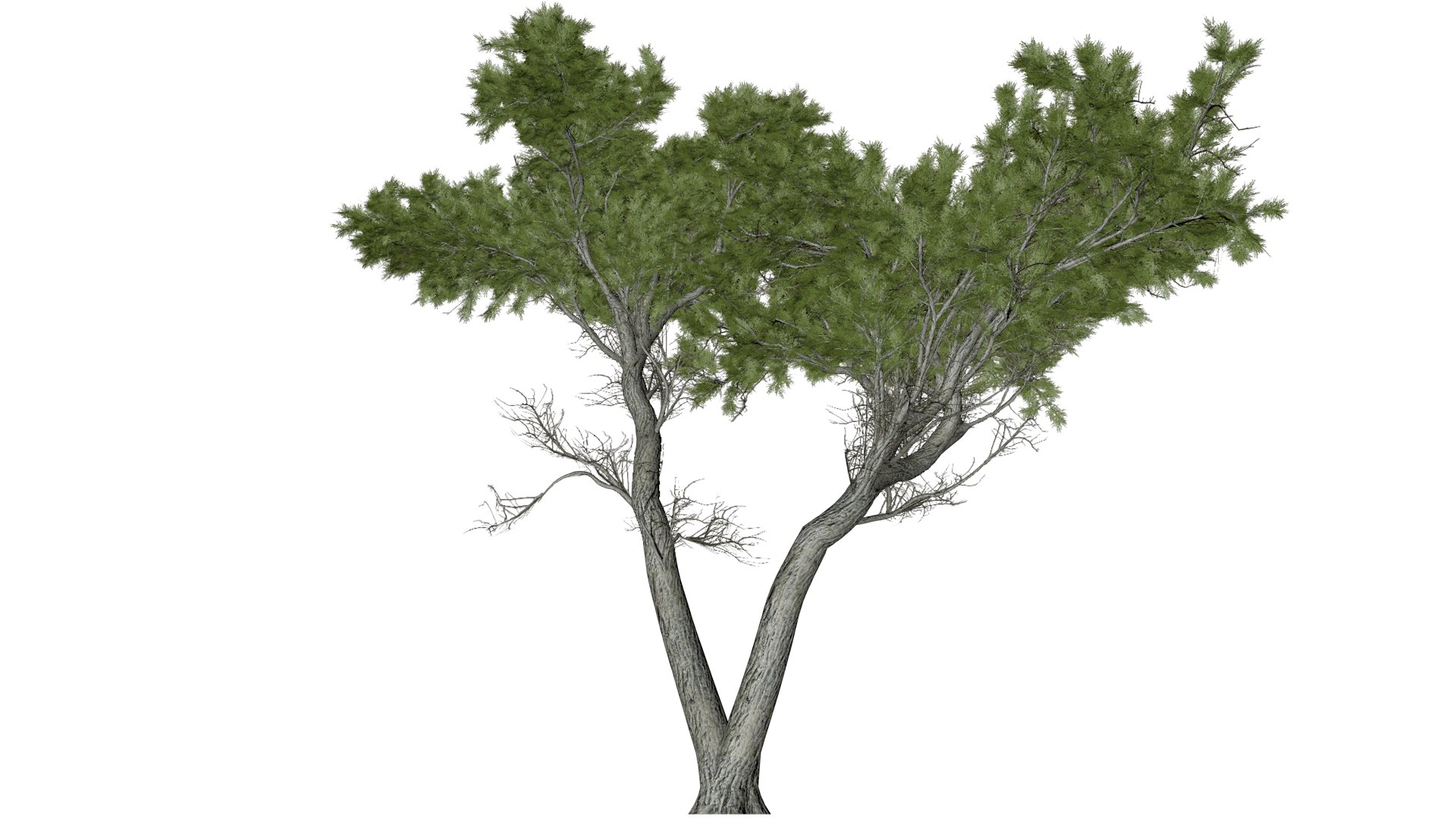 3D Model Monterey Cypress Tree - 09 - - TurboSquid 2373740