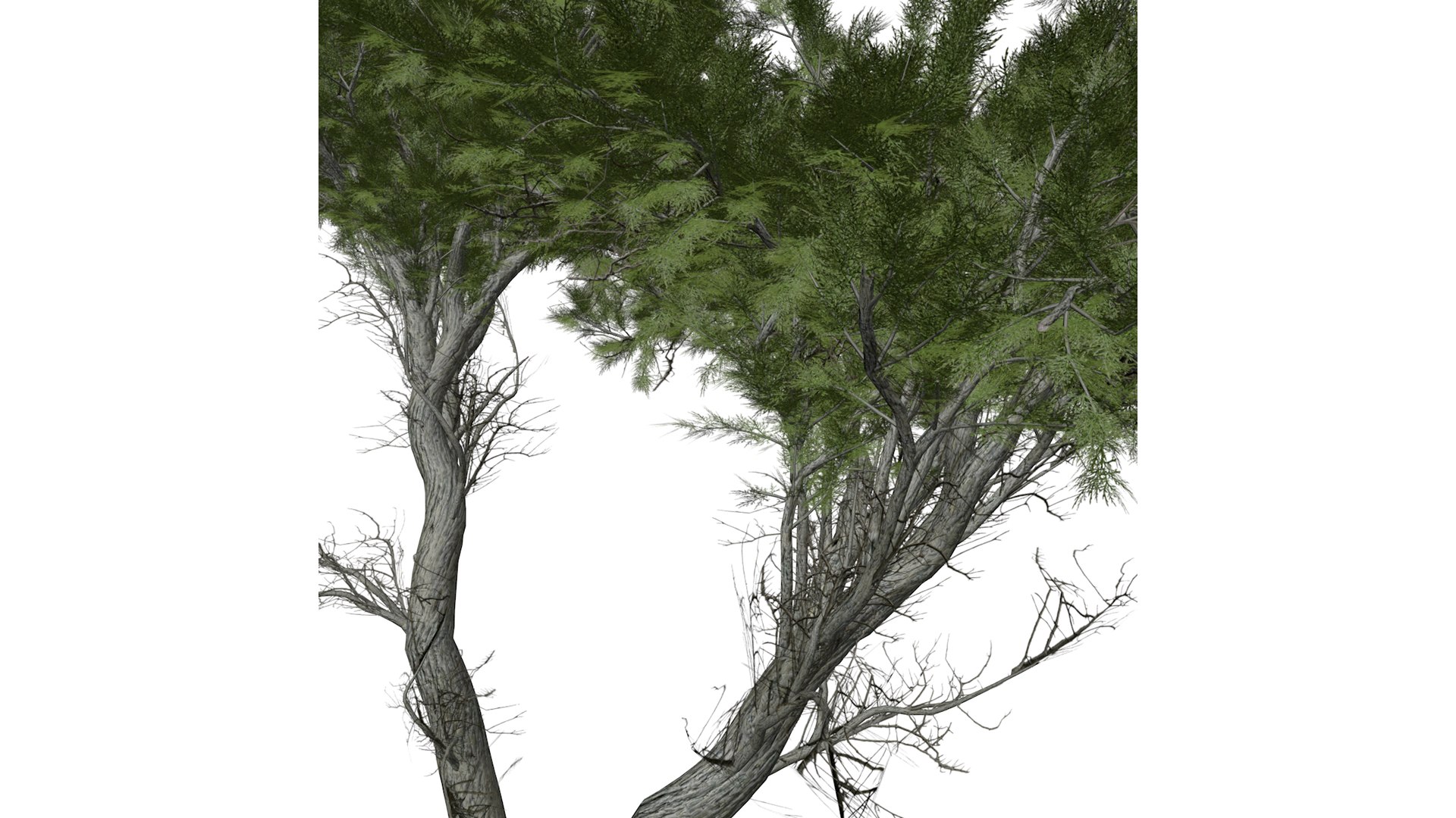 3D Model Monterey Cypress Tree - 09 - - TurboSquid 2373740