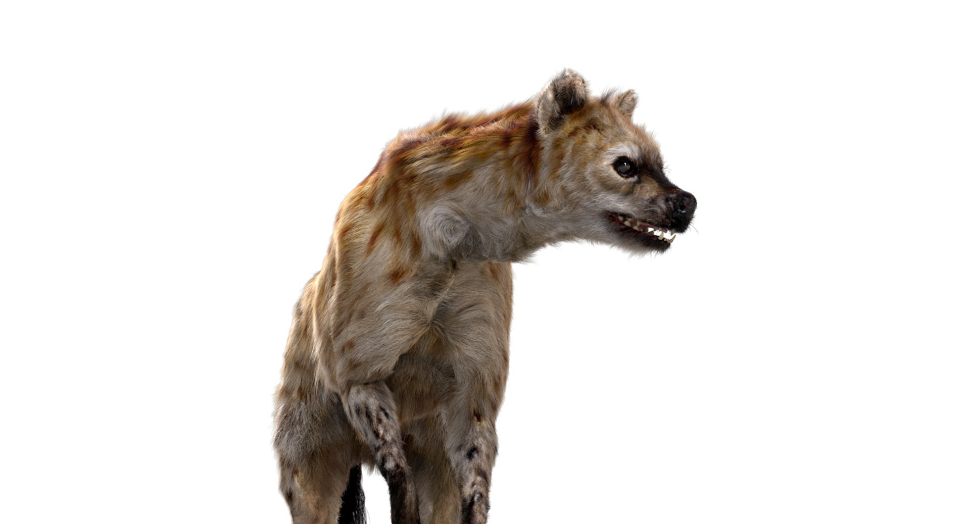 Hyena Anatomy 3D Model - TurboSquid 1395312
