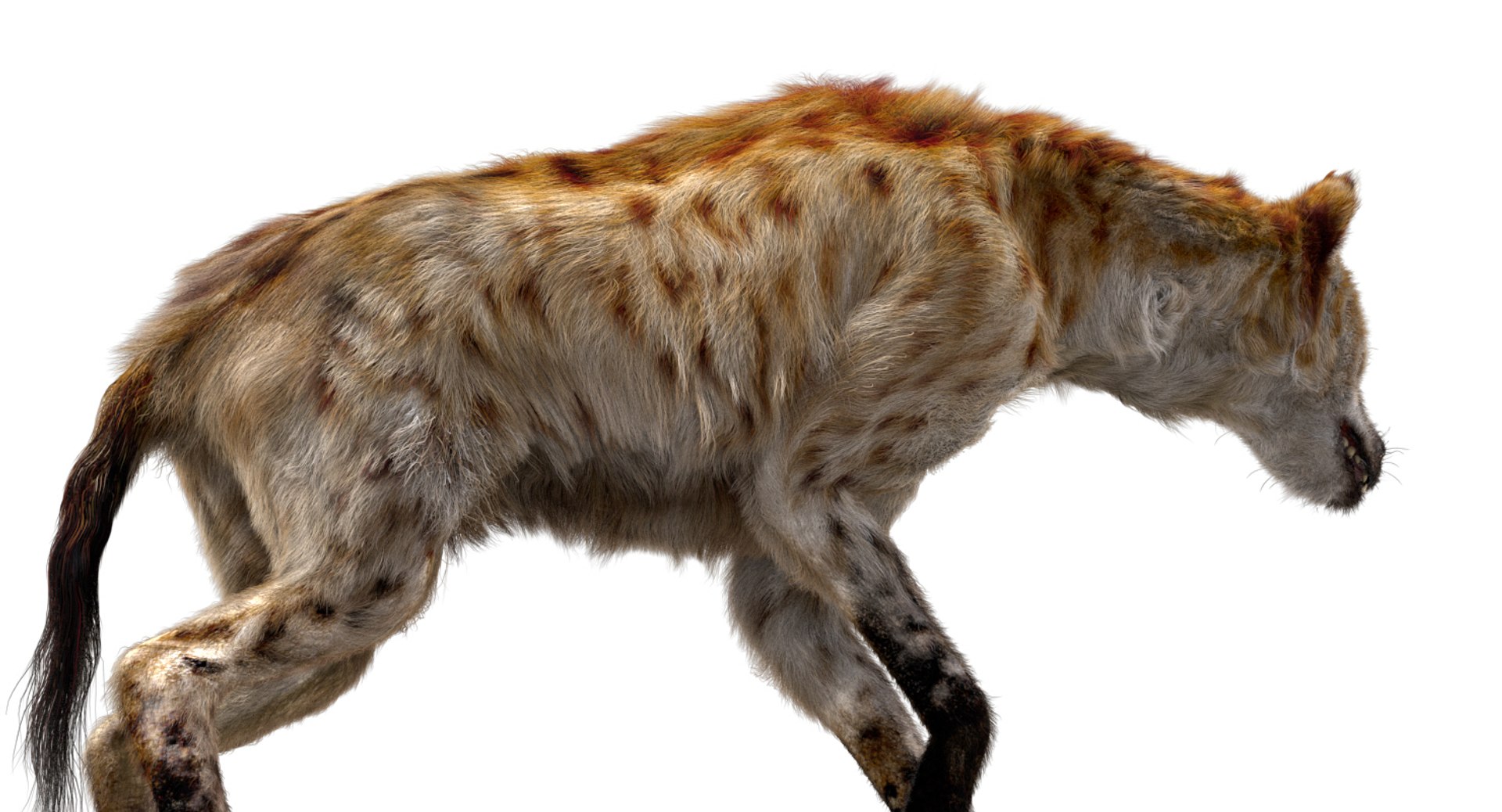Hyena Anatomy 3D Model - TurboSquid 1395312