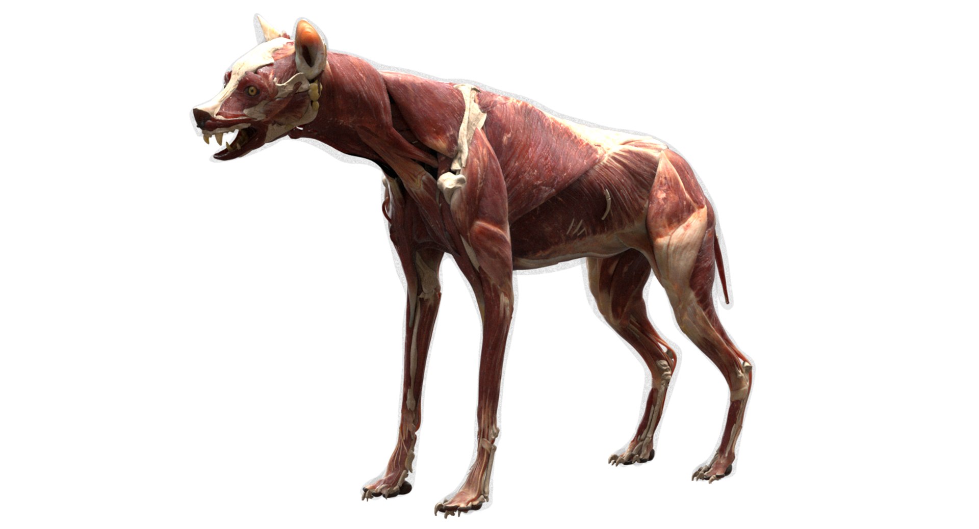 Hyena anatomy 3D model - TurboSquid 1395312