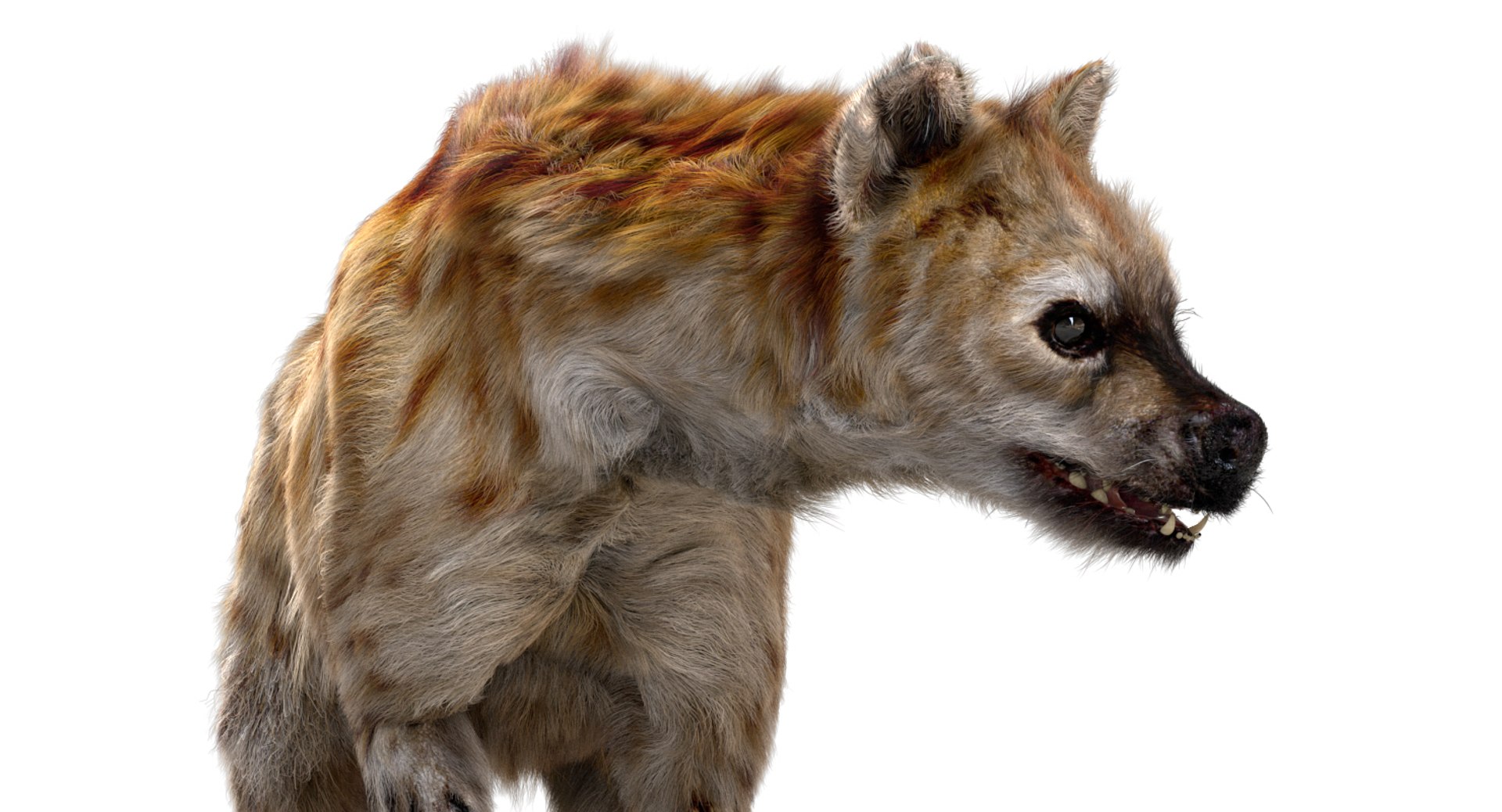 Hyena anatomy 3D model - TurboSquid 1395312
