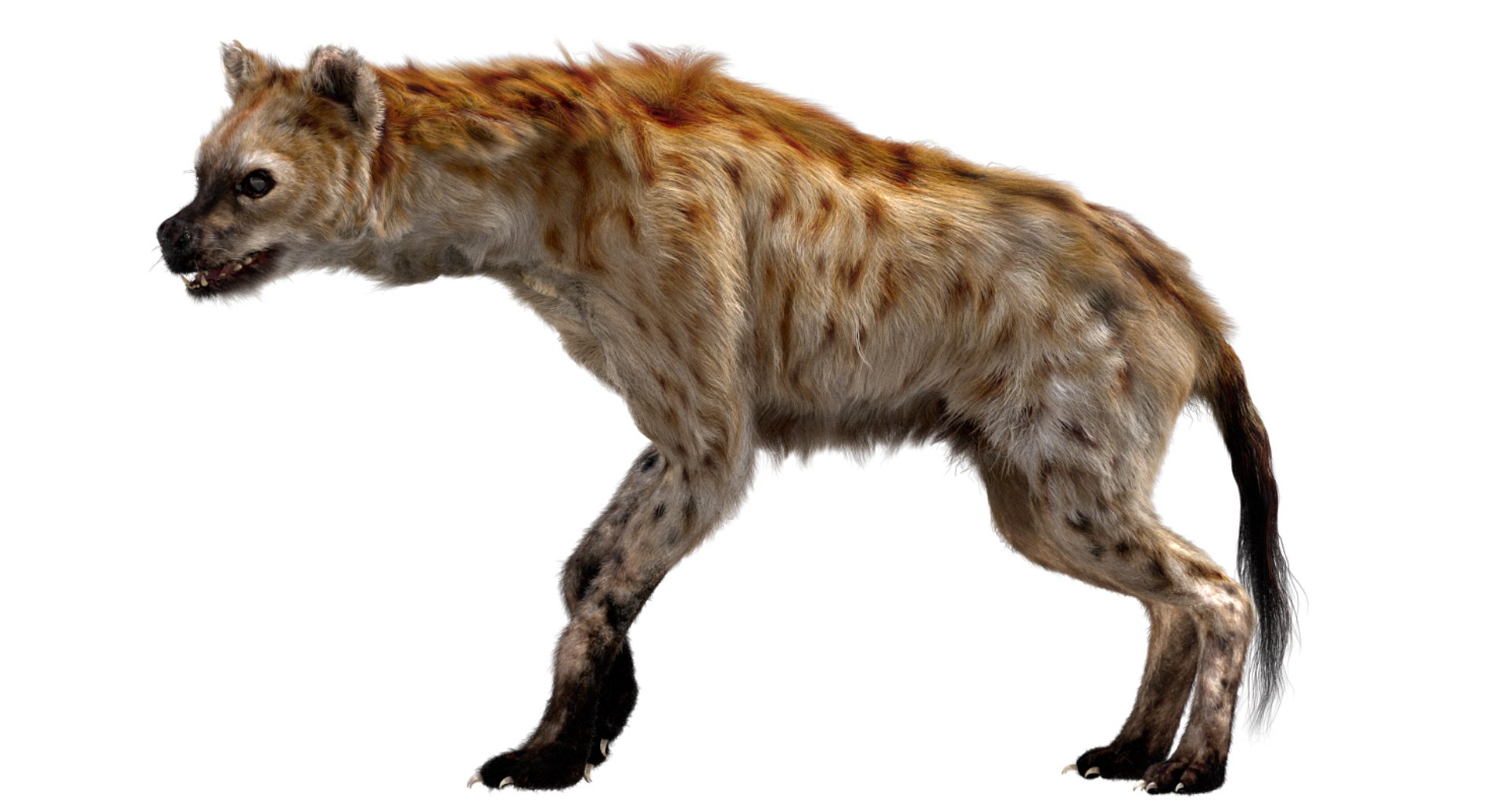 Hyena anatomy 3D model - TurboSquid 1395312
