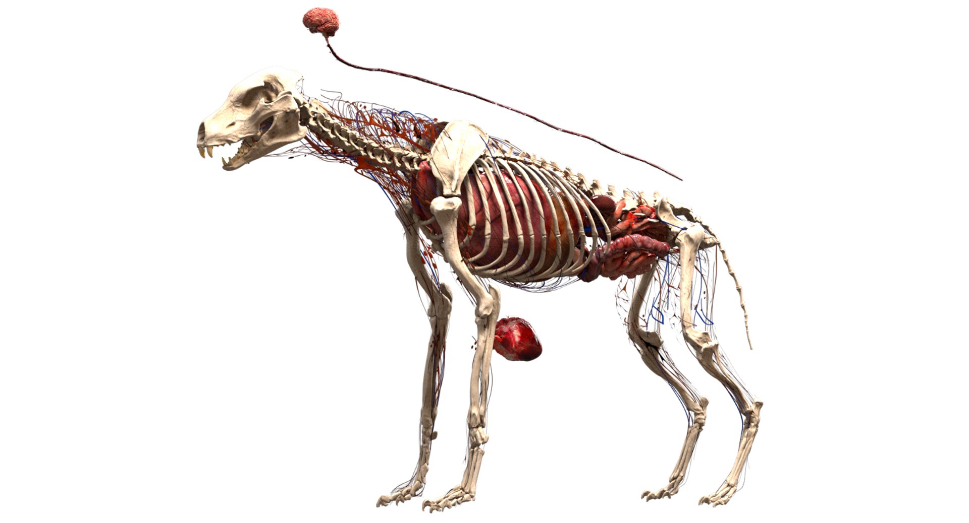 Hyena anatomy 3D model - TurboSquid 1395312