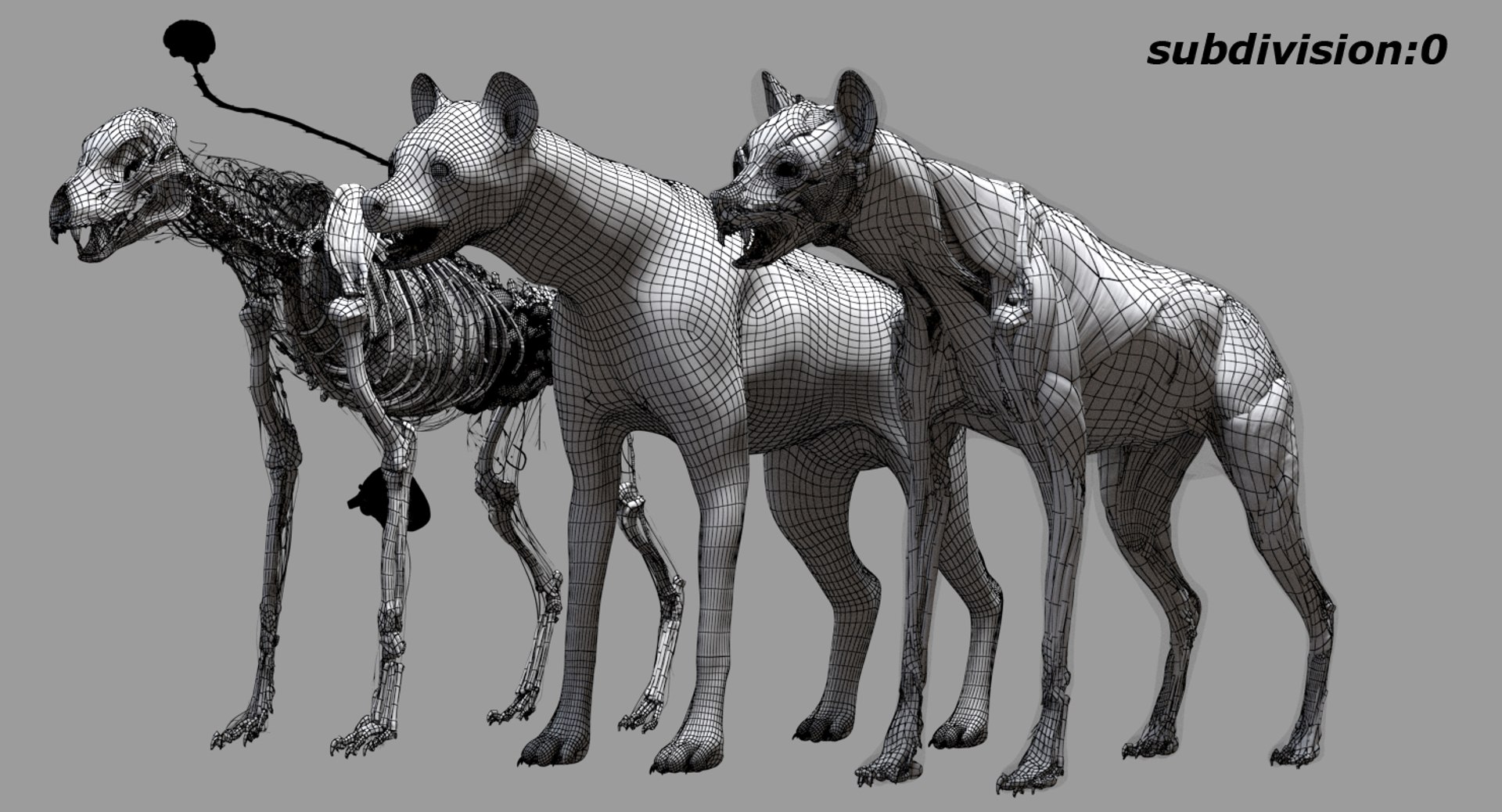 Hyena Anatomy 3D Model - TurboSquid 1395312