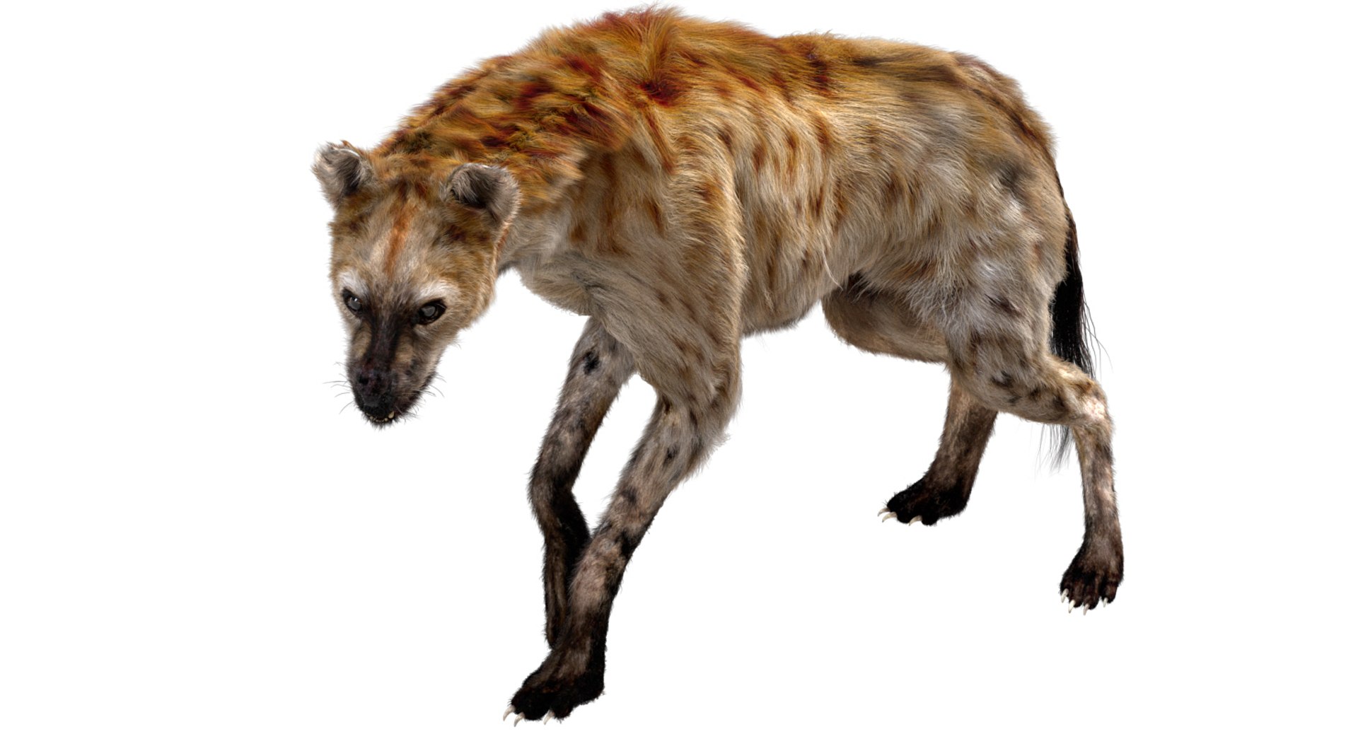 Hyena Anatomy 3D Model - TurboSquid 1395312