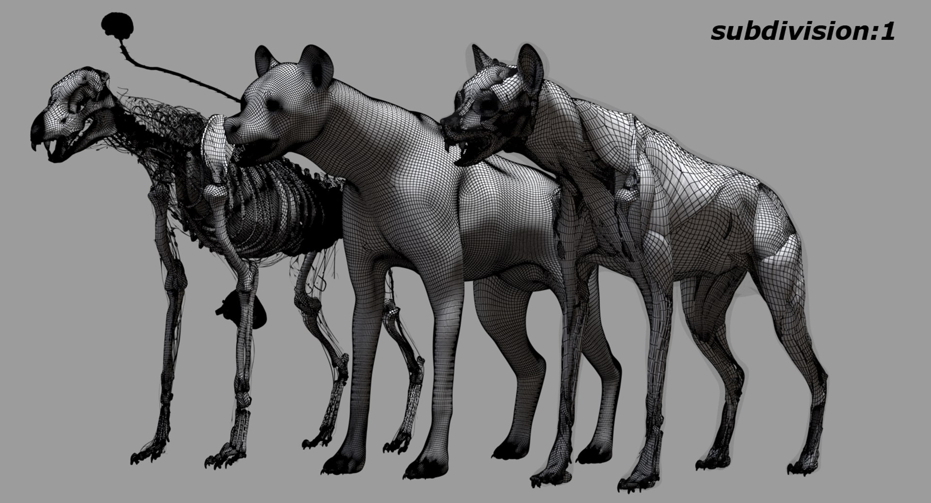 Hyena Anatomy 3D Model - TurboSquid 1395312
