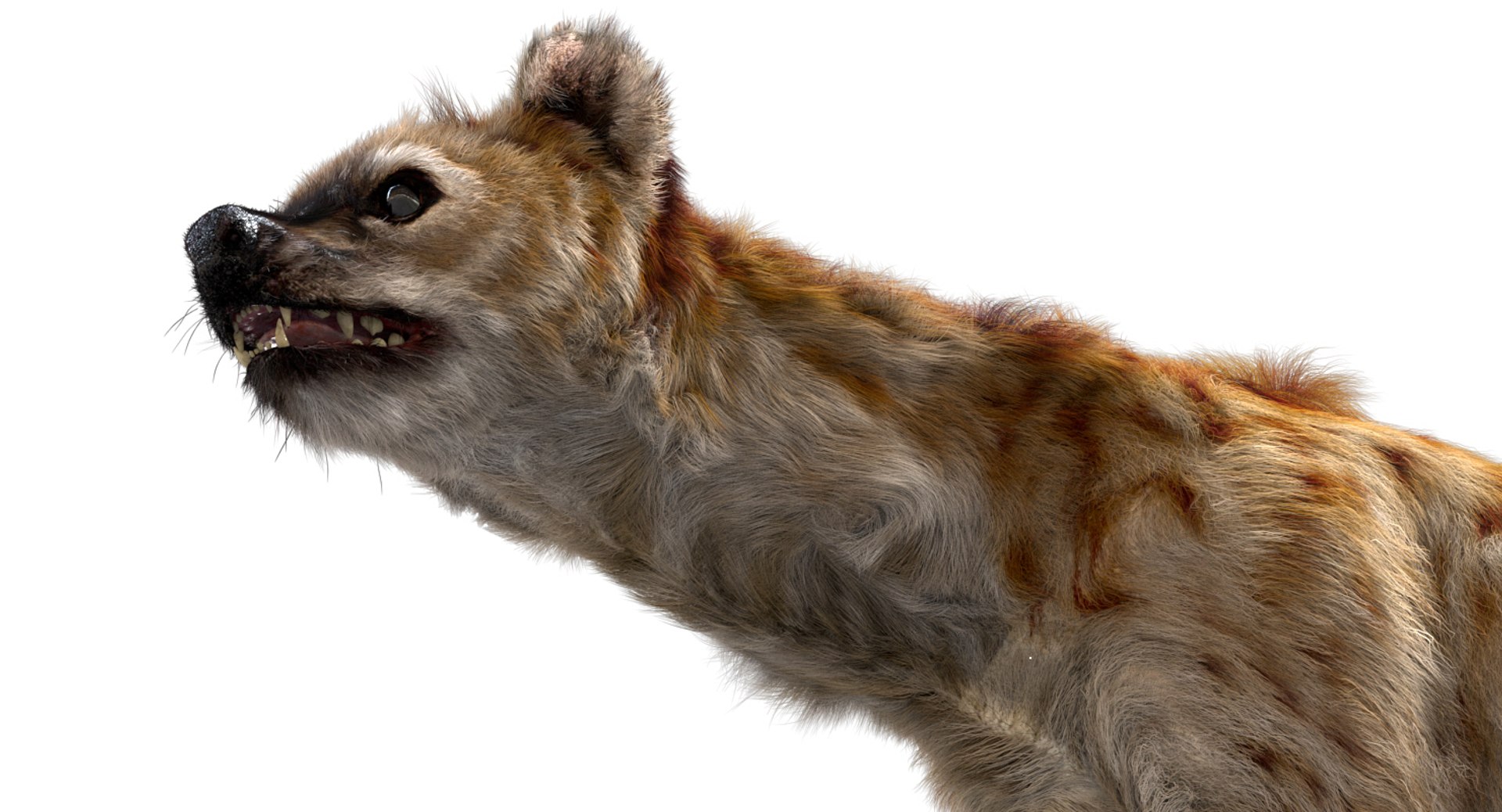 Hyena Anatomy 3D Model - TurboSquid 1395312