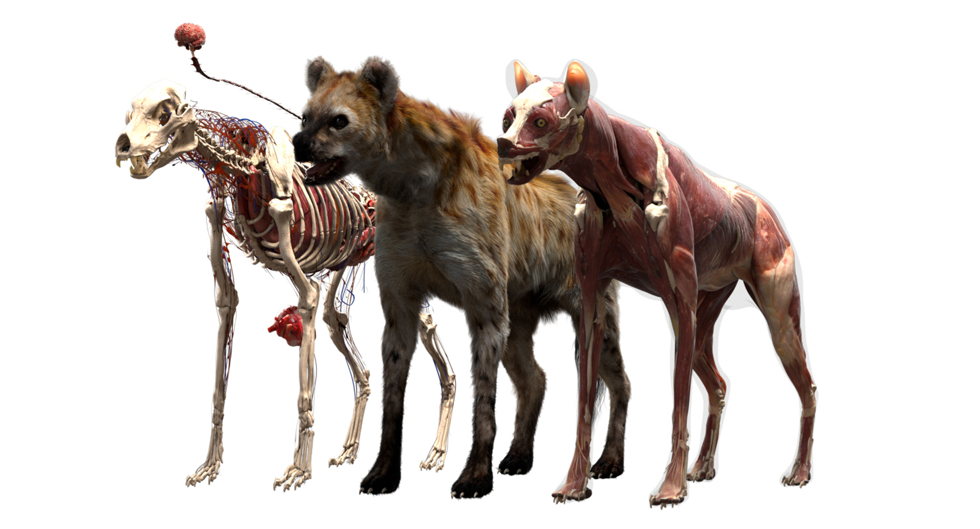 Hyena Anatomy 3D Model - TurboSquid 1395312