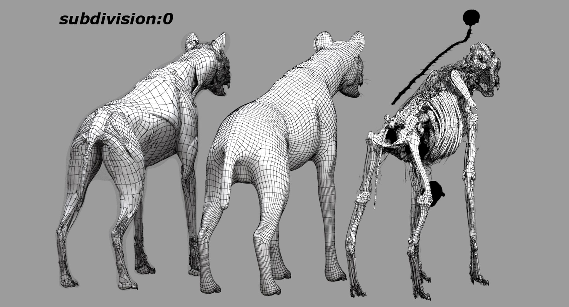 Hyena Anatomy 3D Model - TurboSquid 1395312