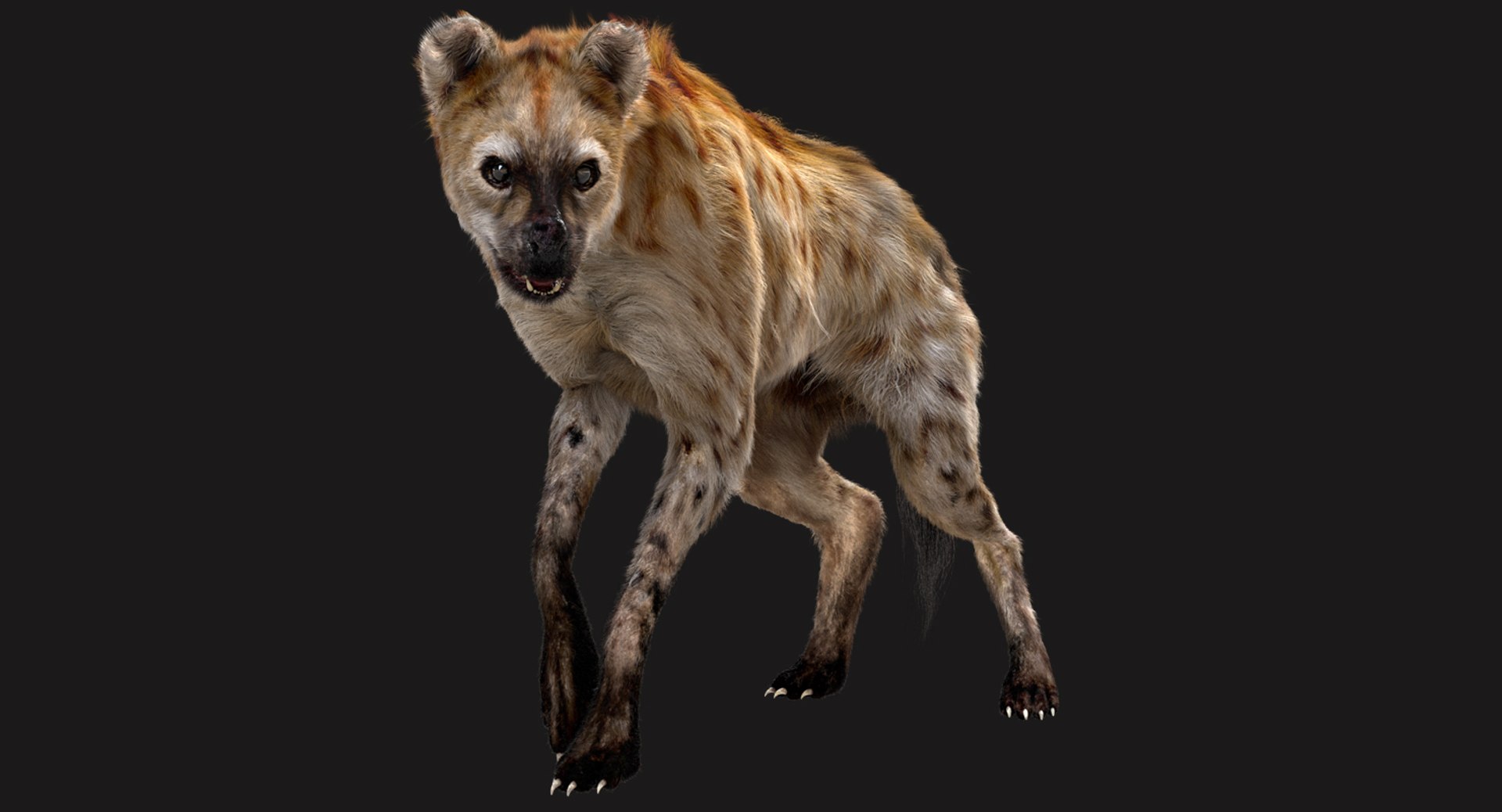Hyena anatomy 3D model - TurboSquid 1395312