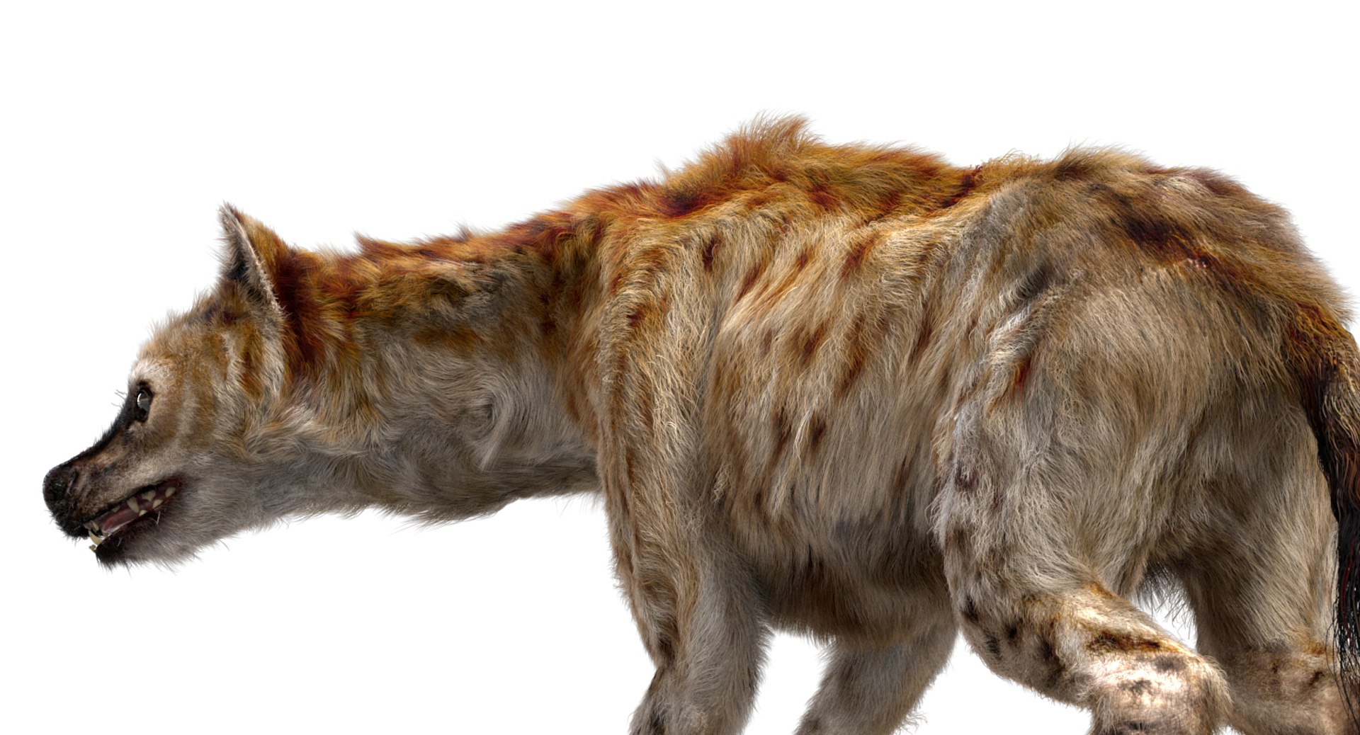 Hyena Anatomy 3D Model - TurboSquid 1395312