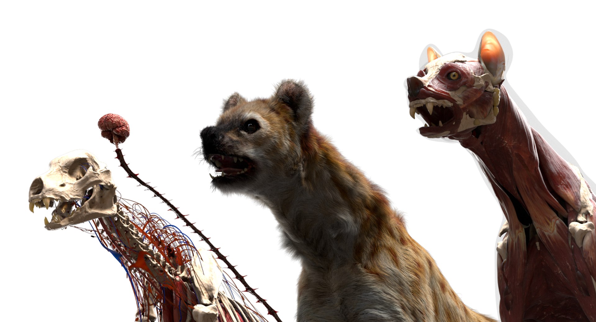 Hyena anatomy 3D model - TurboSquid 1395312