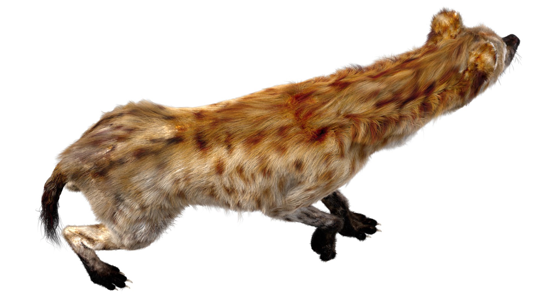 Hyena Anatomy 3D Model - TurboSquid 1395312