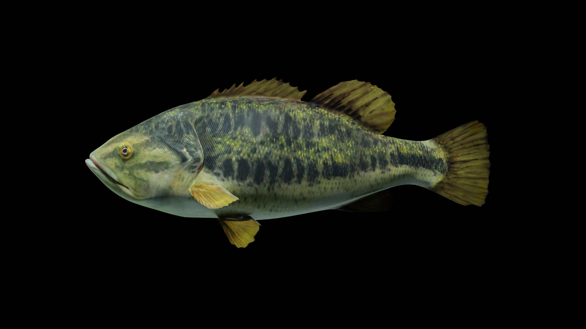 3D Largemouth Bass - TurboSquid 1961008