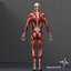 Human Male Muscular 3d Model
