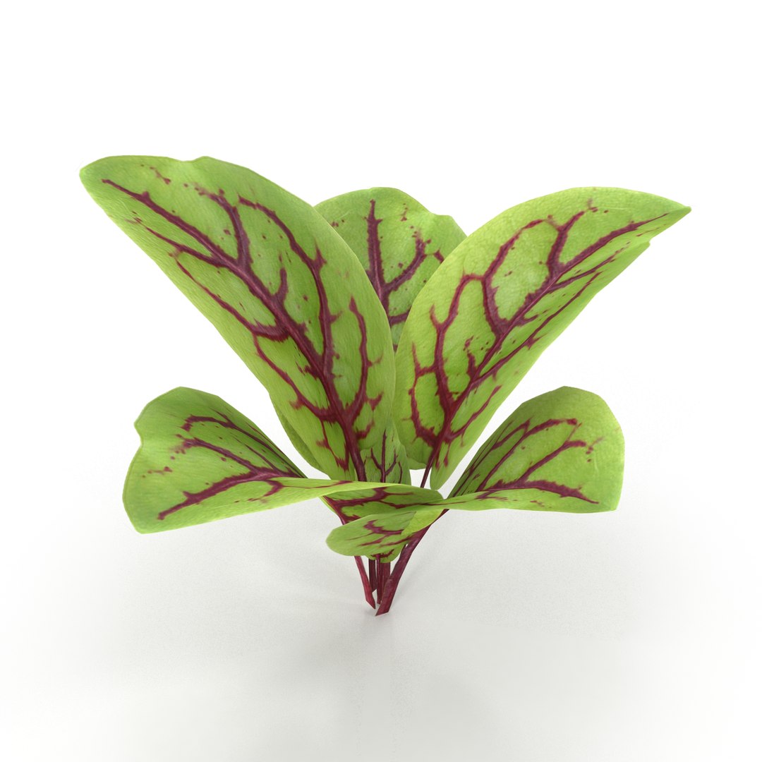 Blood Sorrel 3D Model - TurboSquid 1518287