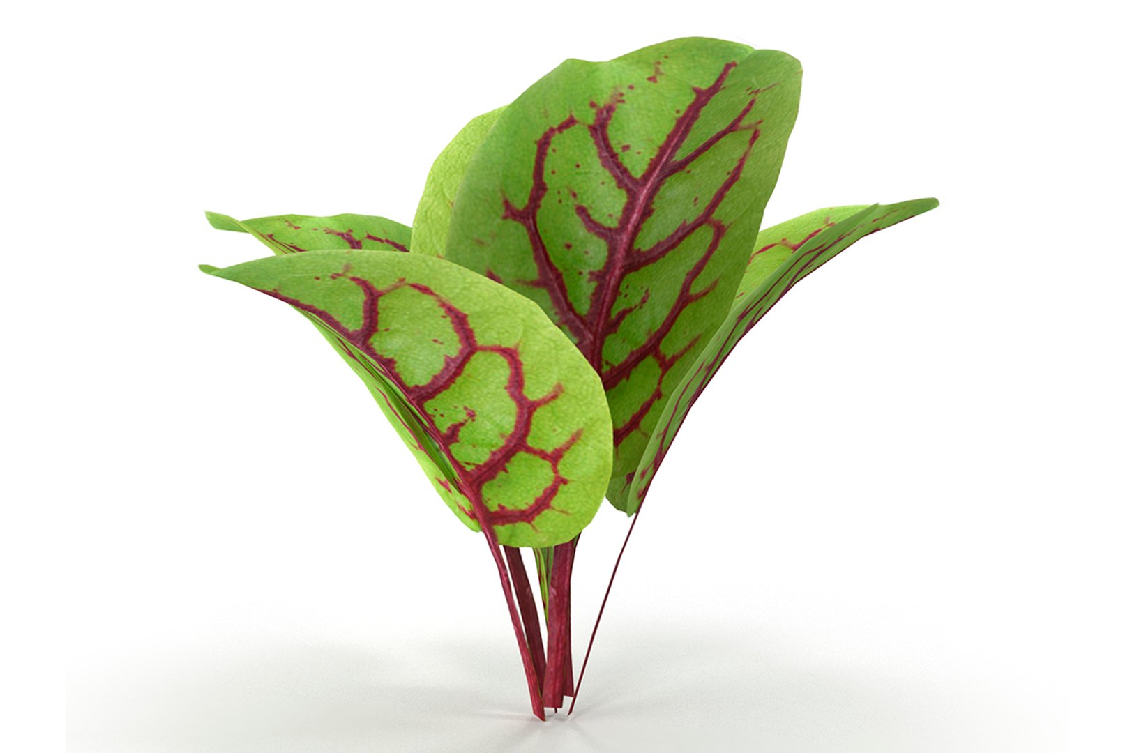 Blood Sorrel 3D Model - TurboSquid 1518287