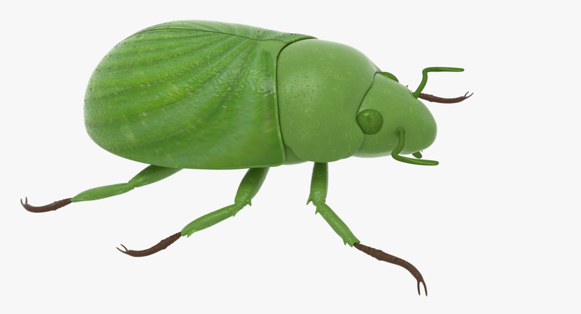 3D scarab beetle model - TurboSquid 1288078