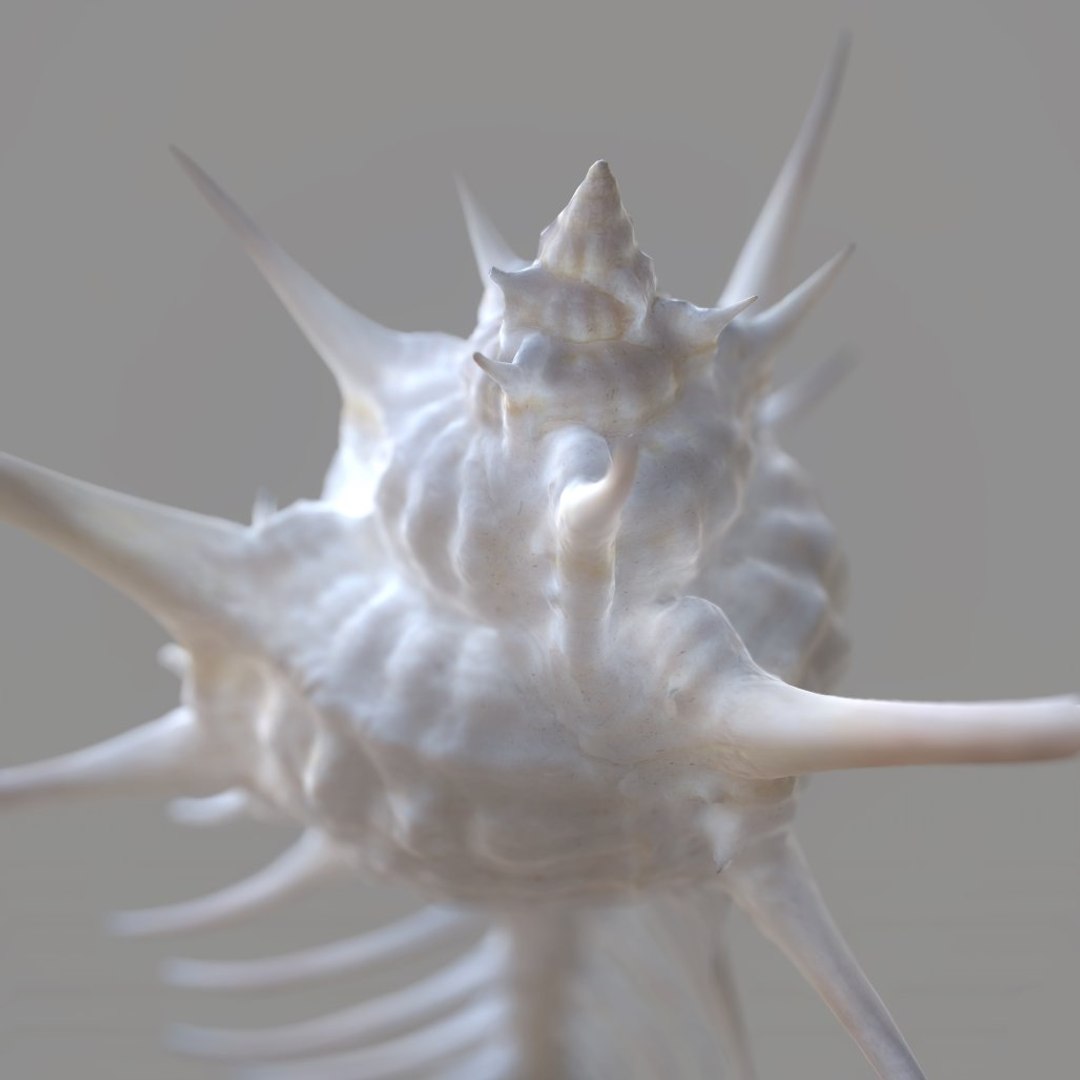murex snails rock 3d obj