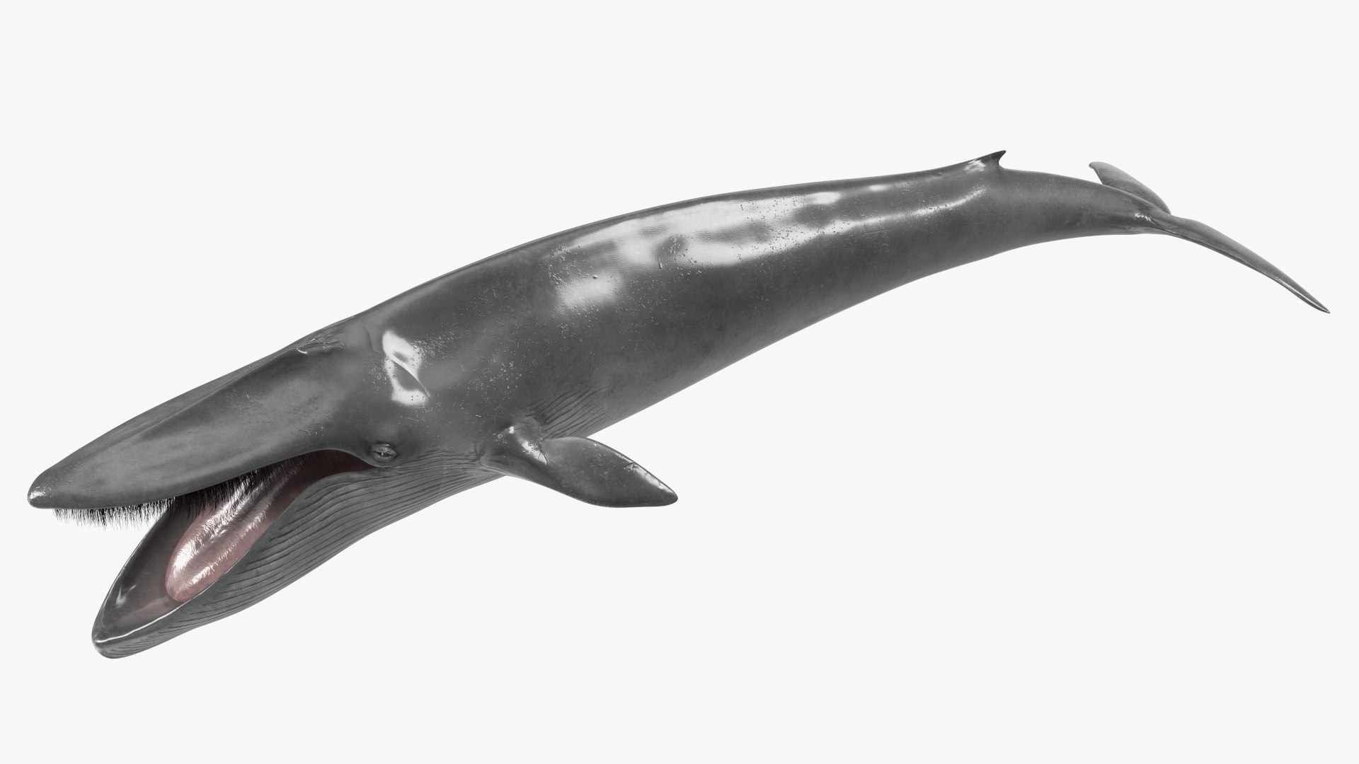 3D Blue Whale Fur model - TurboSquid 2061201