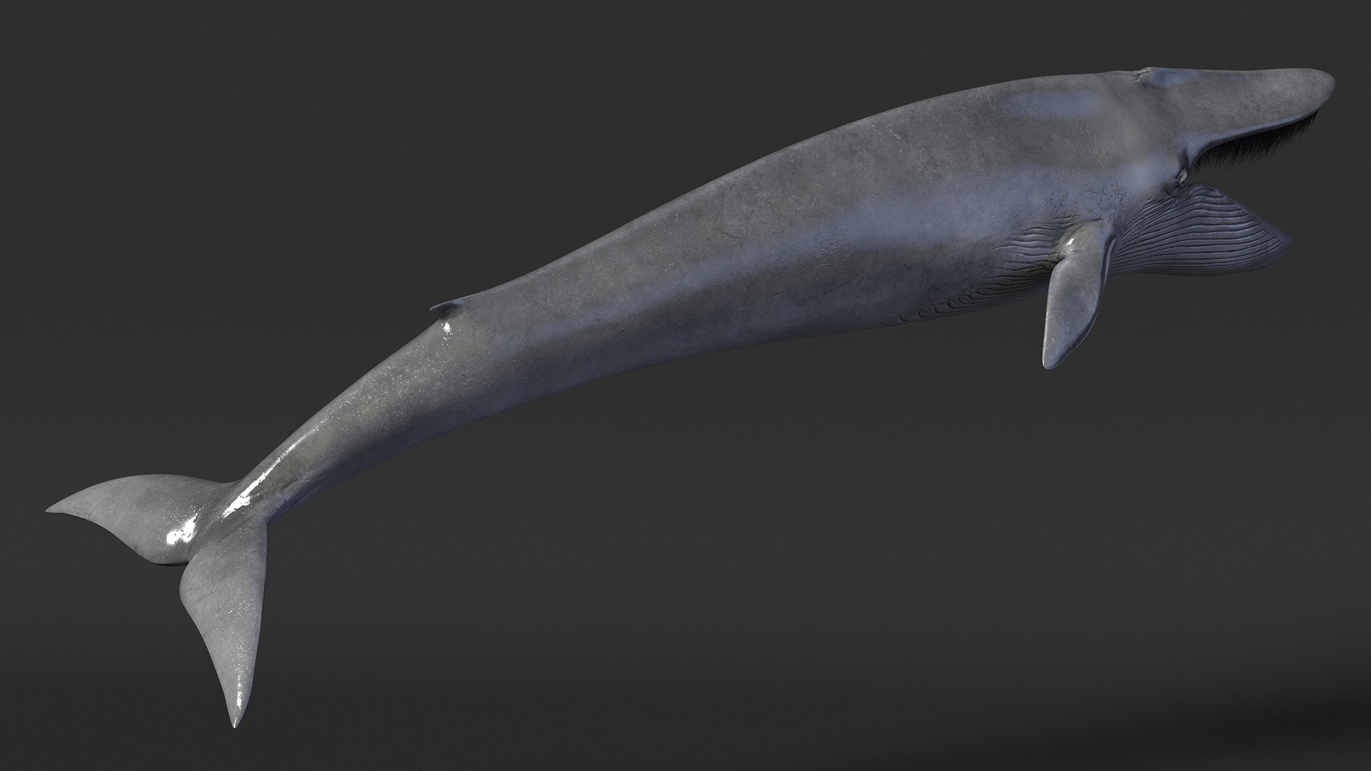 3D Blue Whale Fur model - TurboSquid 2061201
