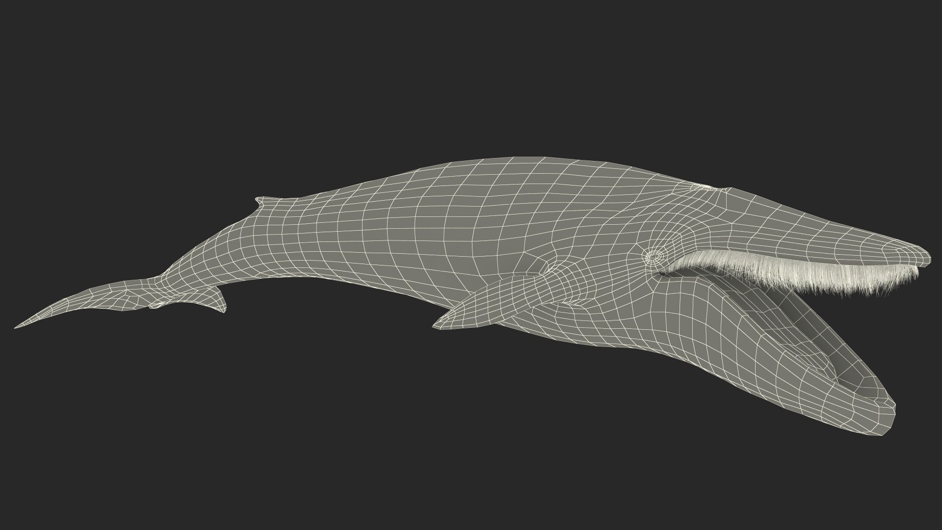 3D Blue Whale Fur Model - TurboSquid 2061201