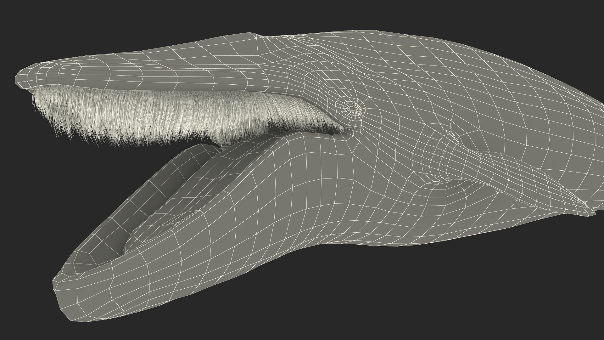 3D Blue Whale Fur model - TurboSquid 2061201