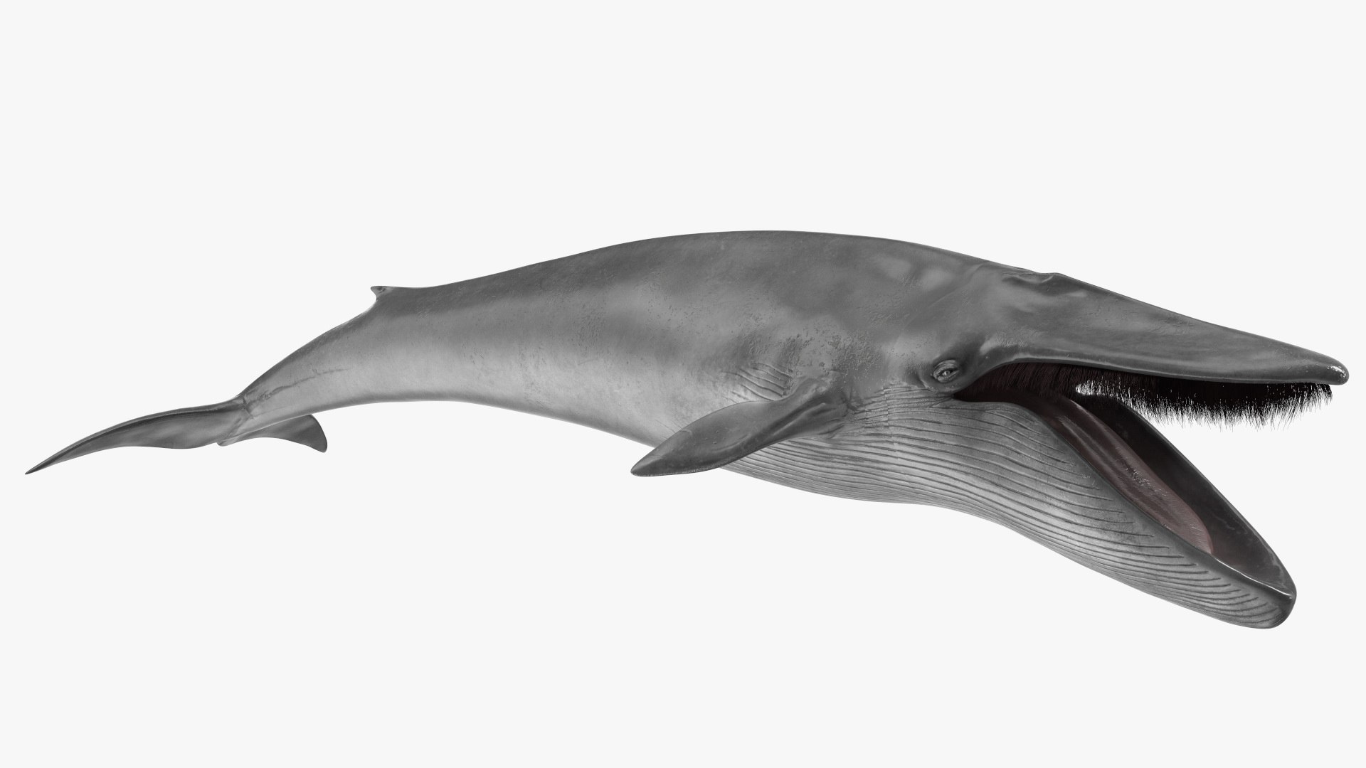 3D Blue Whale Fur model - TurboSquid 2061201