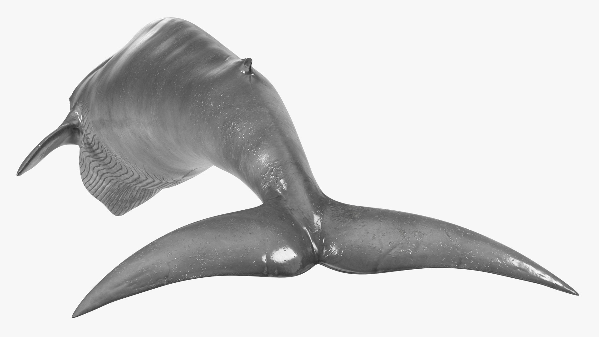 3D Blue Whale Fur model - TurboSquid 2061201